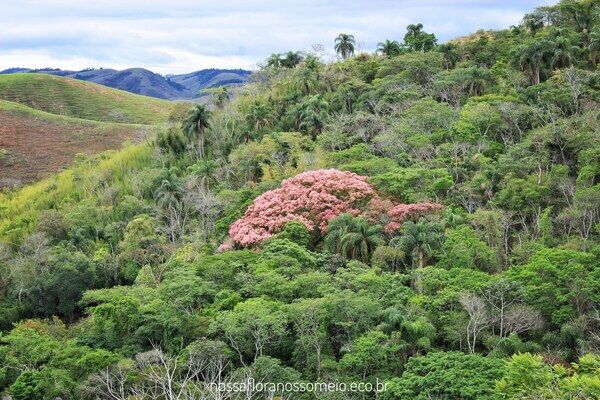 Árvore sapucaia (Lecythis pisonis) e propriedades das castanhas