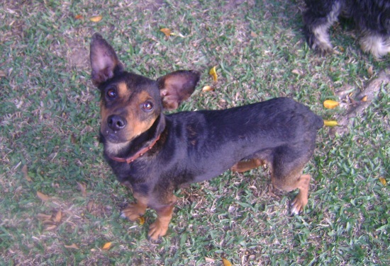 Adote, Não Compre!: MEIGUÍSSIMA MIX PINSCHER COM FOX-IDEAL P/ APARTAMENTO