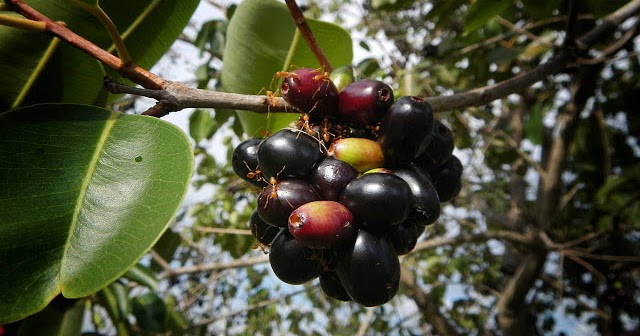 Melihat Khasiat dari berbagai sisi Pohon Duwet - SainsKomputer