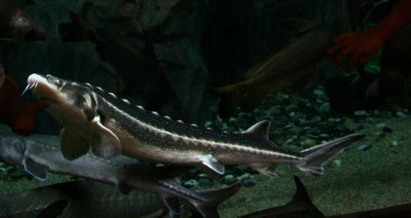 Il mondo del sapere per grandi e piccini: Lo Storione del Danubio