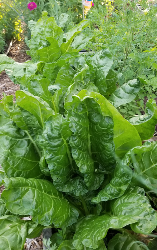 The Gardening Me: A New Type of Chard