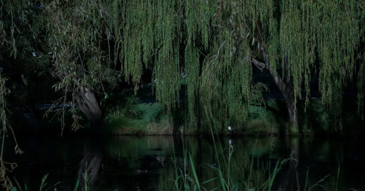 Strange Creature Seen in Swamp ~ The Crypto Crew