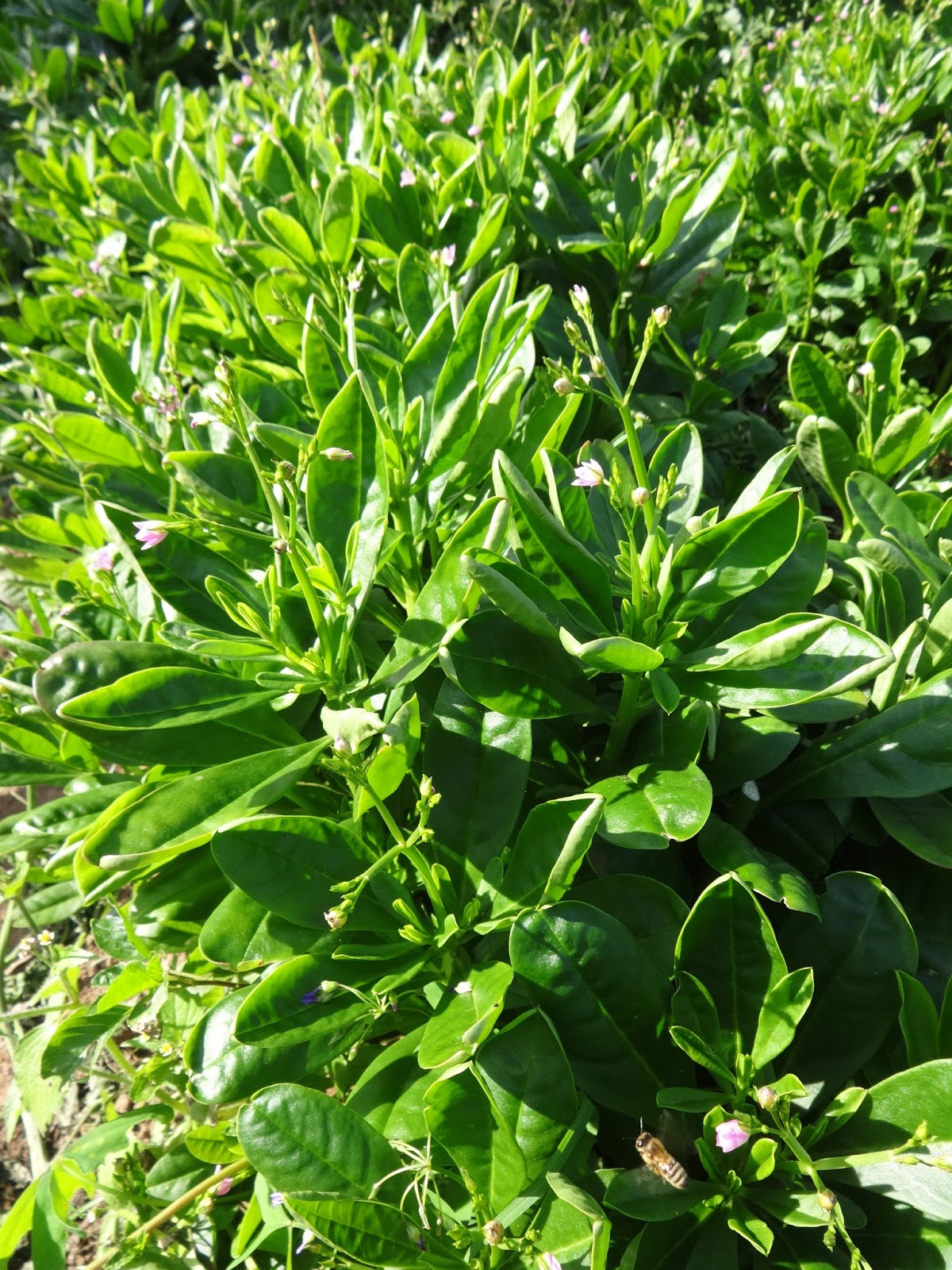 Herbs from Distant Lands: Talinum triangulare - Philippine Spinach ...