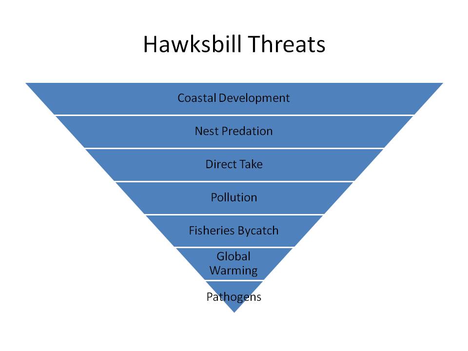 Sea Turtles: Does Pollution Matter?: Hawksbill Sea Turtles