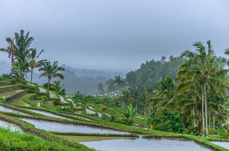 Jatiluwih Rice Terraces Bali - Fasilitas Wisata dan Harga Tiket Masuk