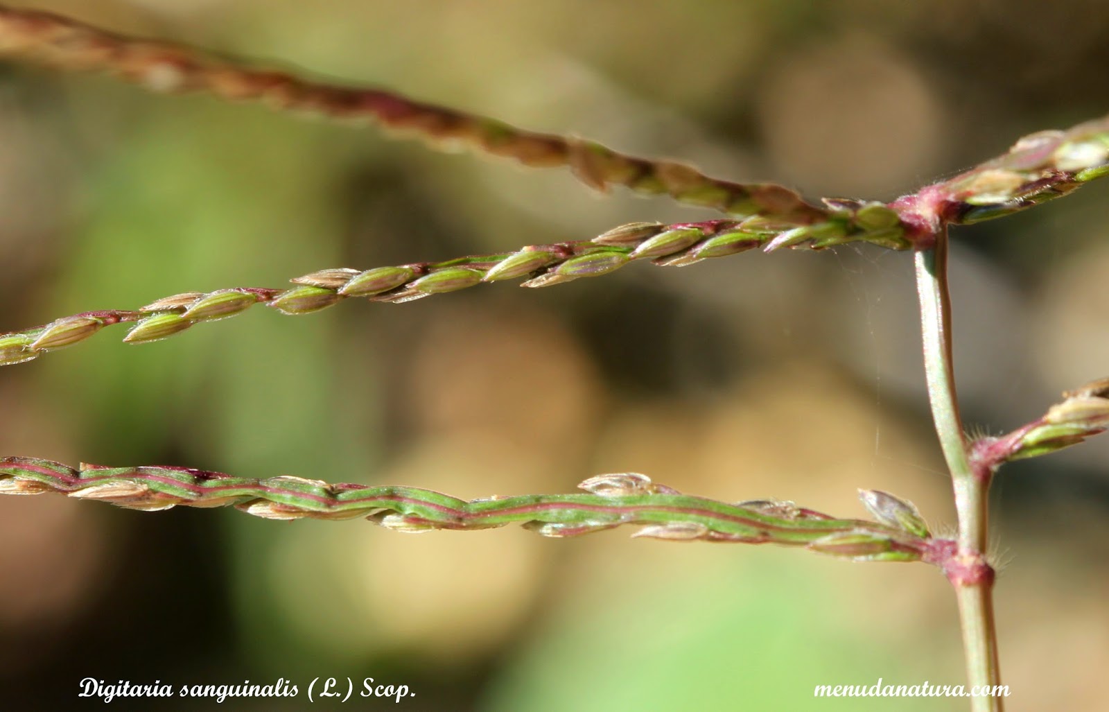 Menuda Natura: Digitaria sanguinalis (L.) Scop.