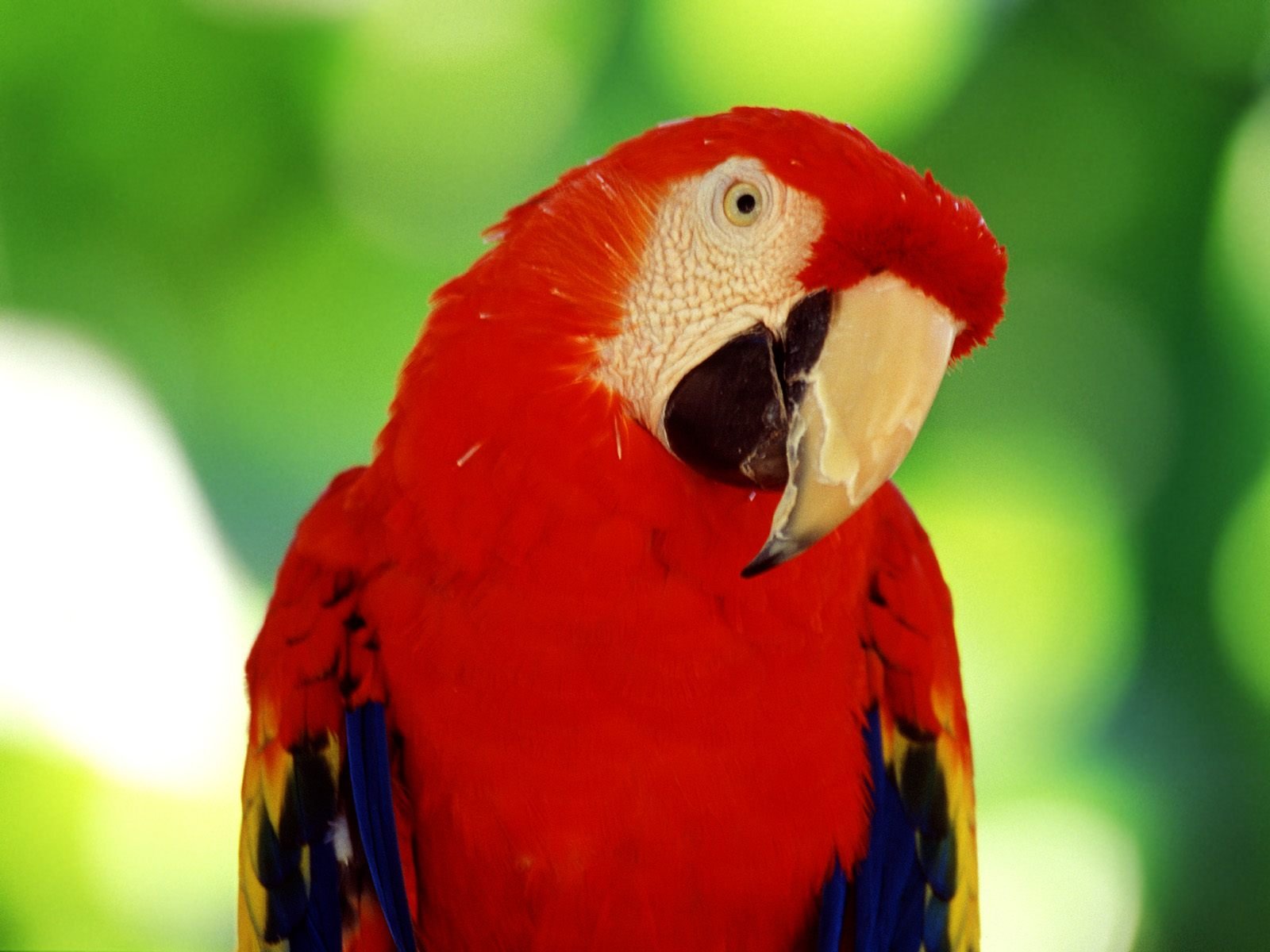 Wallpaper collection: Parrot wallpaper