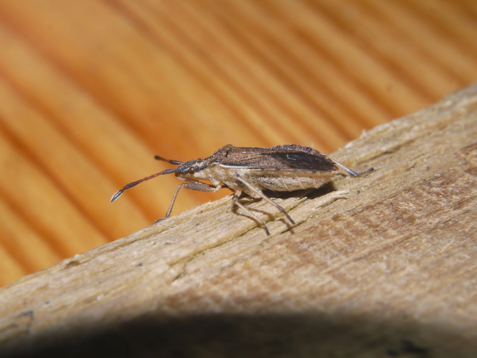 Northwest Norfolk Naturalists: Two identified insects, an unidentified ...