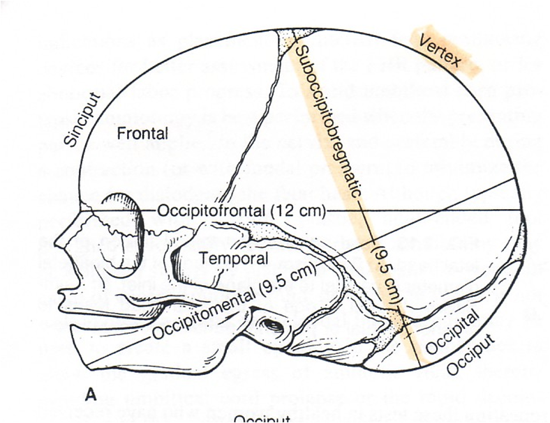 MBBS Medicine (Humanity First): Fetal skull