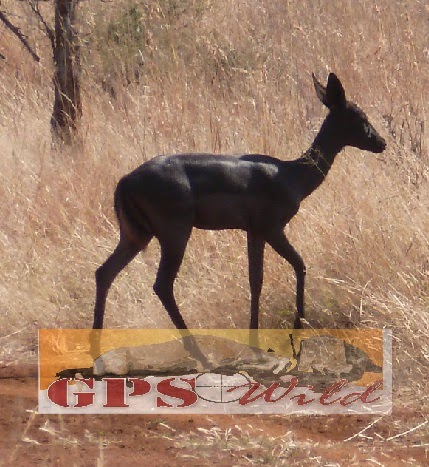 GPS Wild: SWART ROOIBOKKE