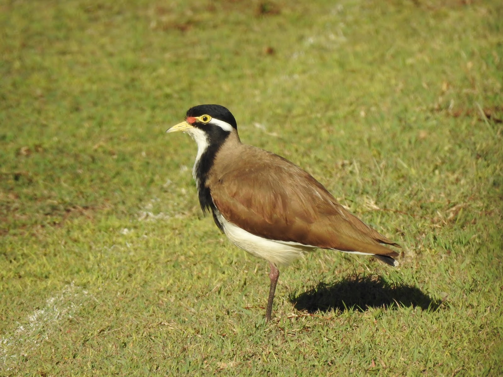 Sunshine Coast Birdlife Australia Blog : Some rare birds recorded on ...
