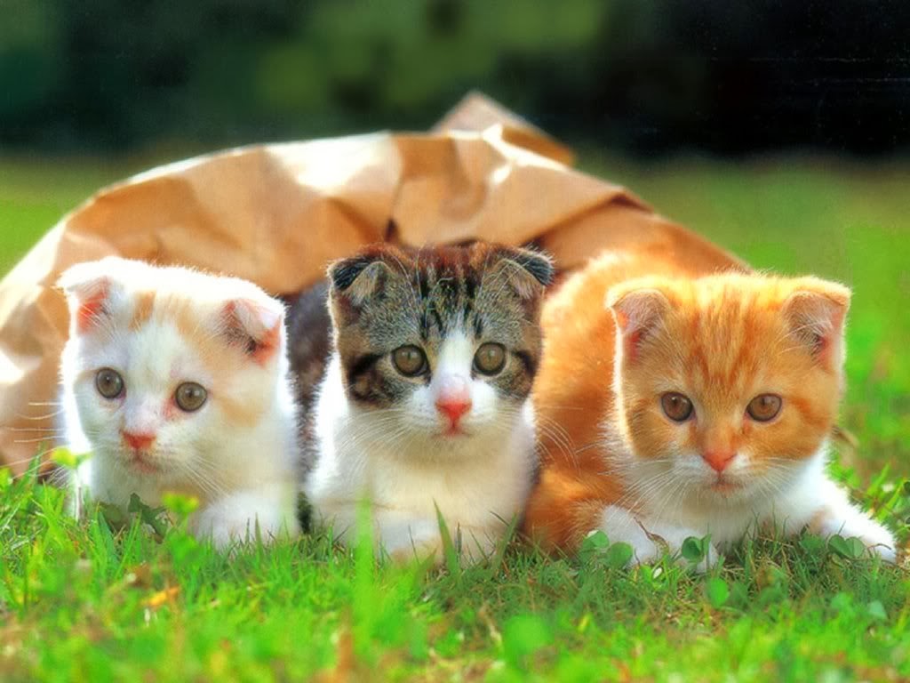 Three Little Cute Cats |Cat Pictures