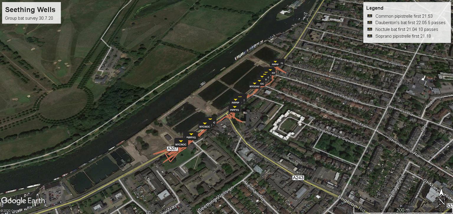 Bat Activity at Seething Wells 30.7.20