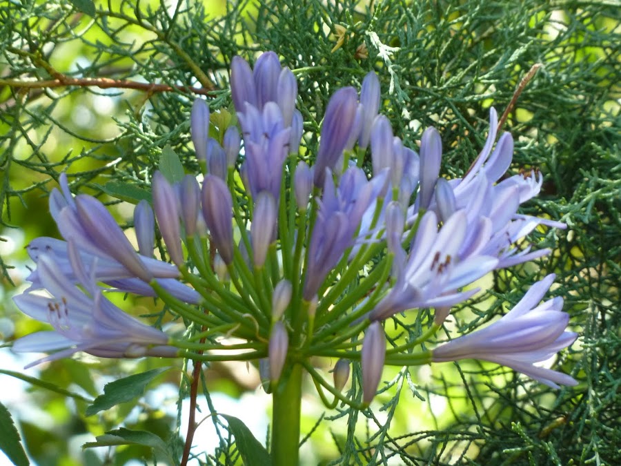 División de matas, tips para un mejor resultado | Plantas