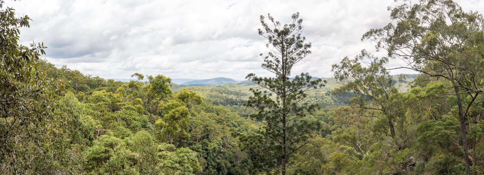 National Park Odyssey: Mount Mee Forest Trail Drive, D'Aguilar National ...