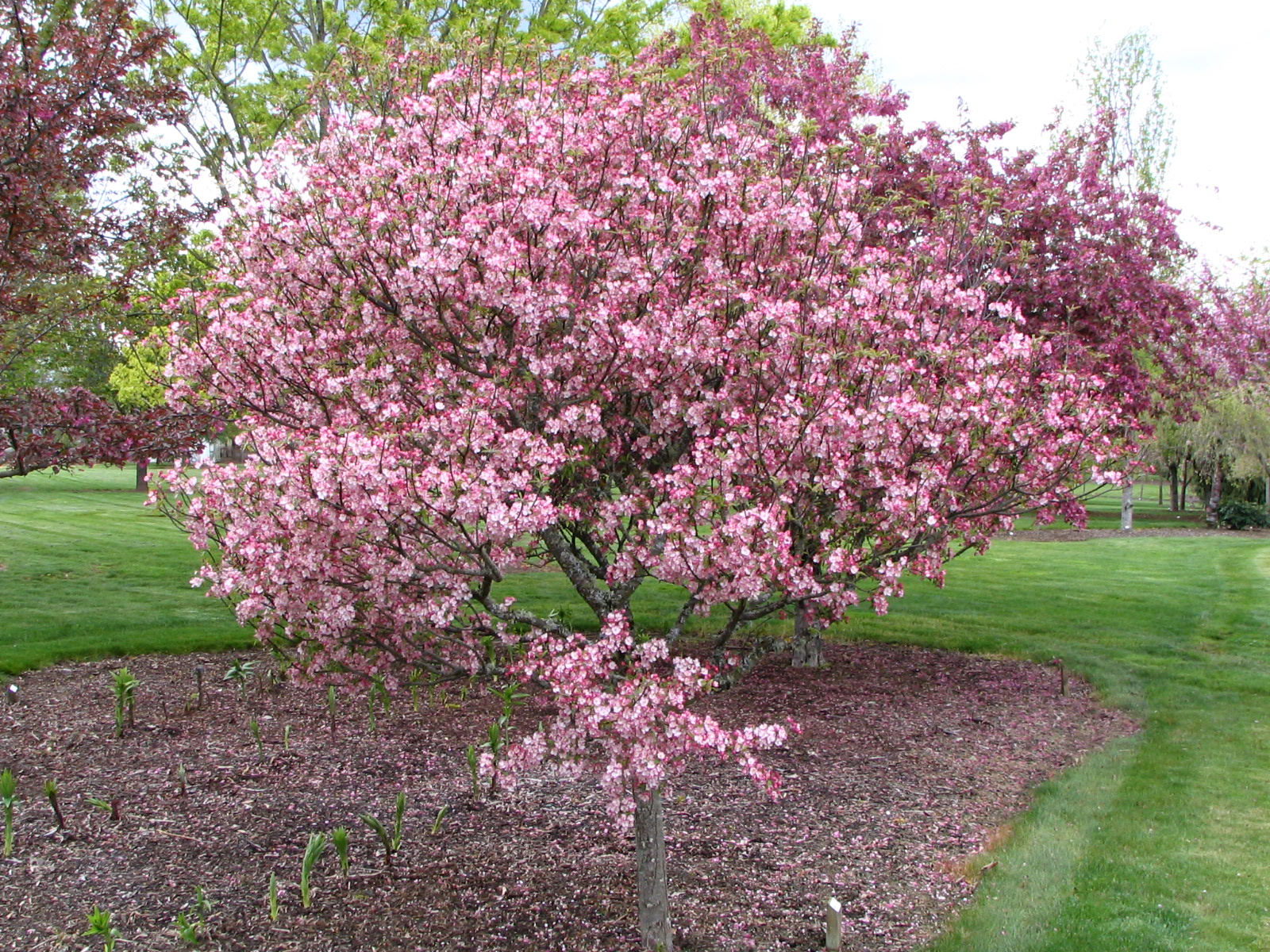 Trees of Santa Cruz County: Malus - Crabapple