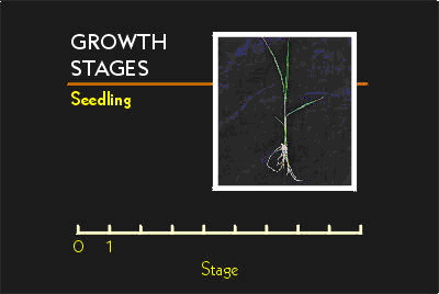 BP4K Kabupaten Cianjur: FASE PERTUMBUHAN TANAMAN PADI