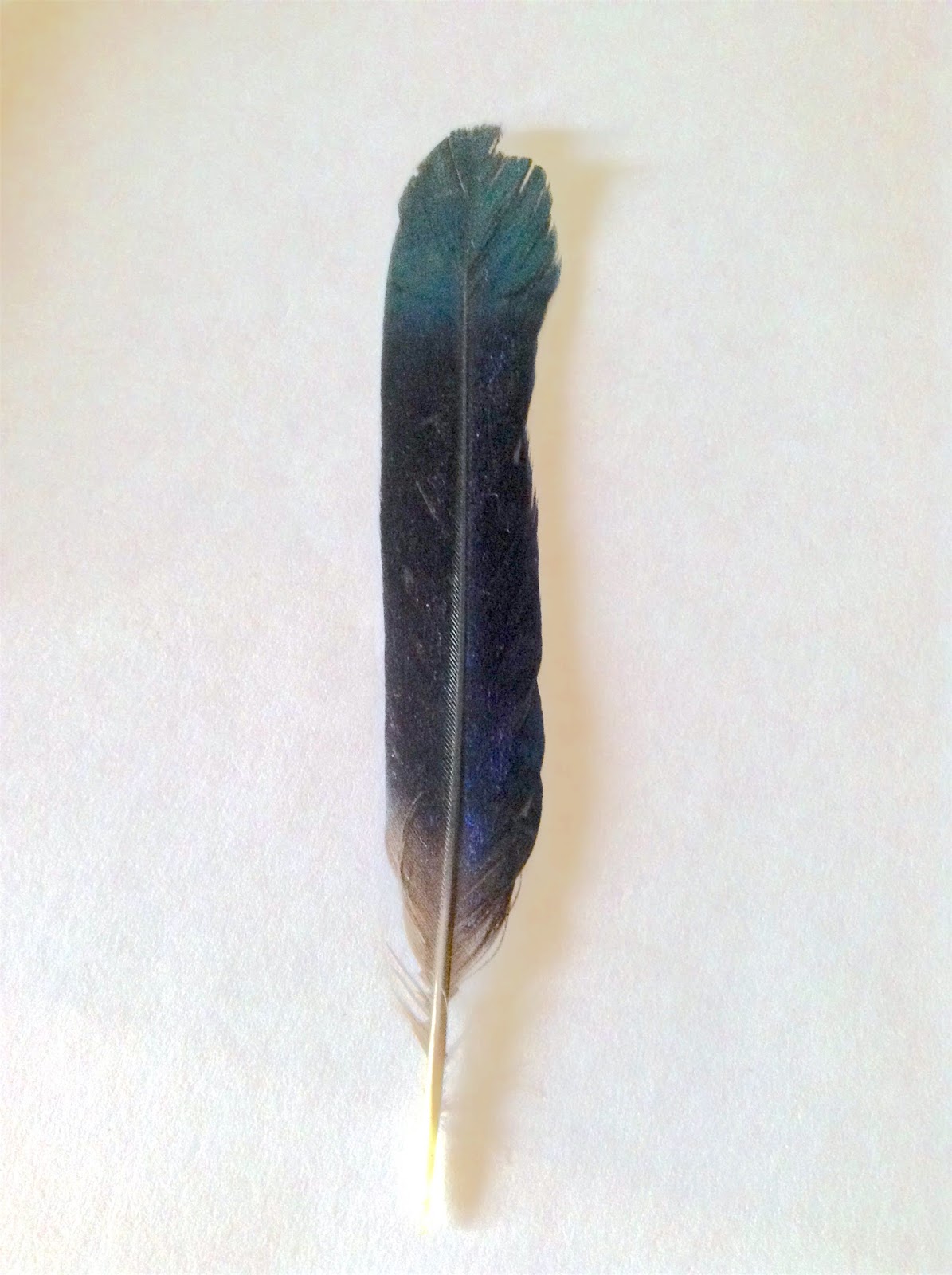 Magnified Ross's Turaco Feathers