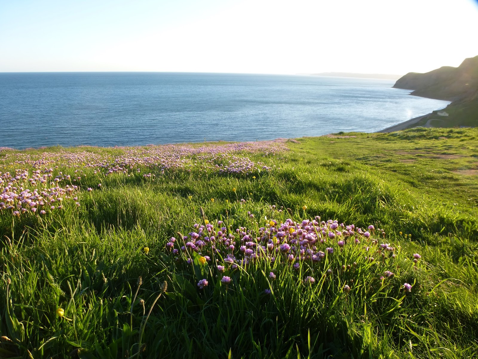 Coastal wild flowers