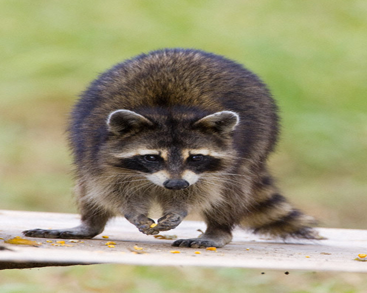 Best Jungle Life: Raccoon & Raccoon Pics And Raccoon Wallpapers