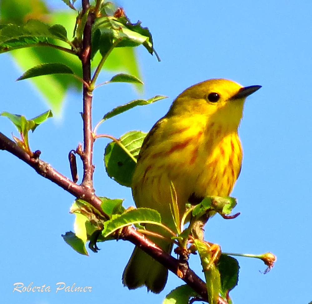YELLOW WARBLER