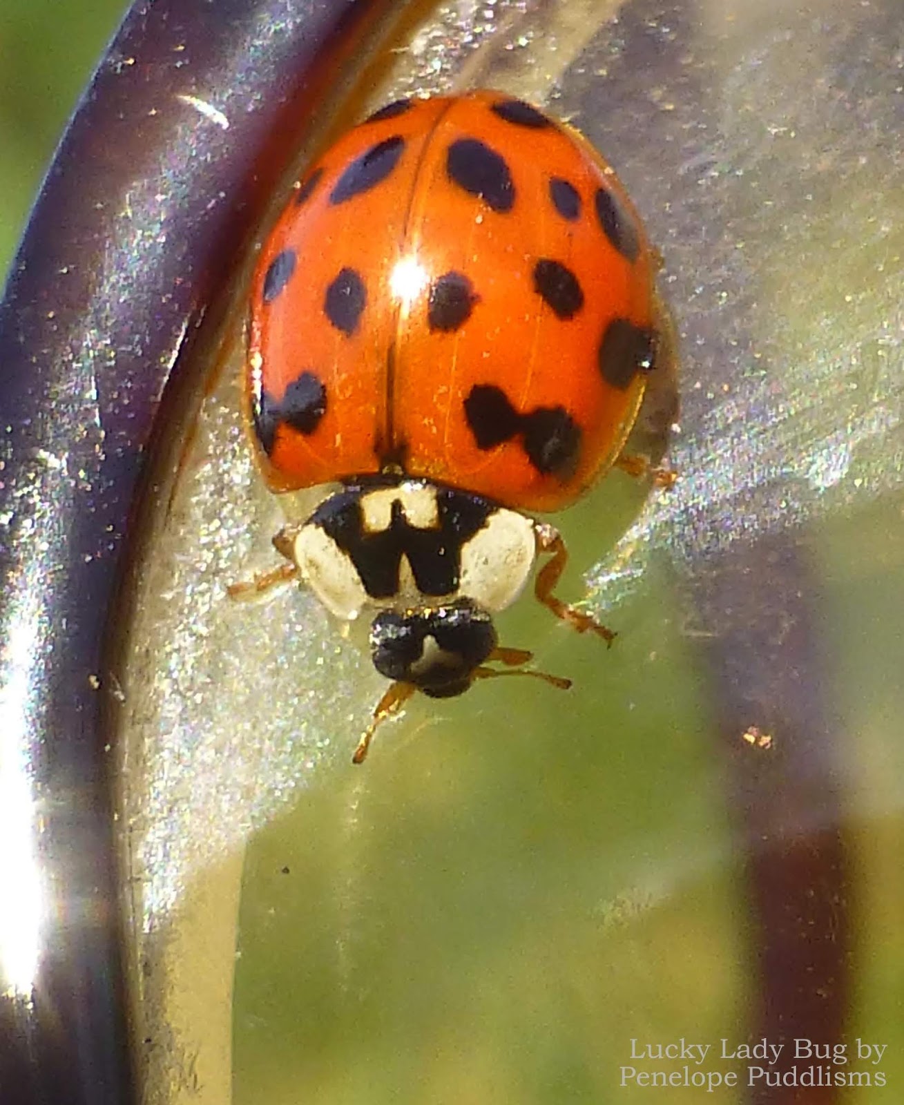 Postcards From Penelope Puddle: The Lady Is A Bug