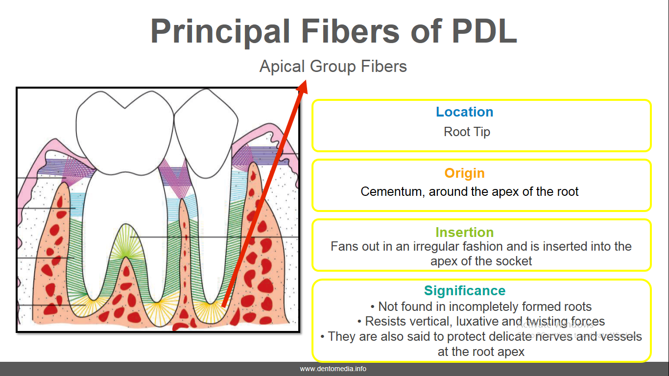 Periodontal Ligament PDL [Quick Notes With Charts and Diagrams For Exams]