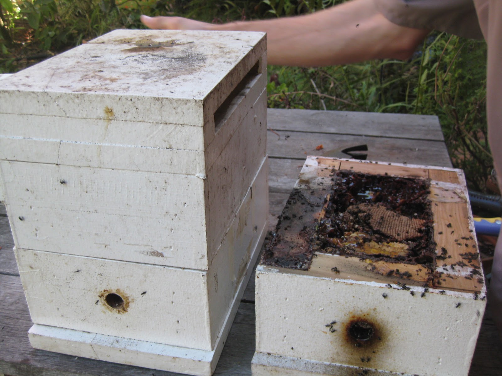 Splitting our native bee hive - for the first time!