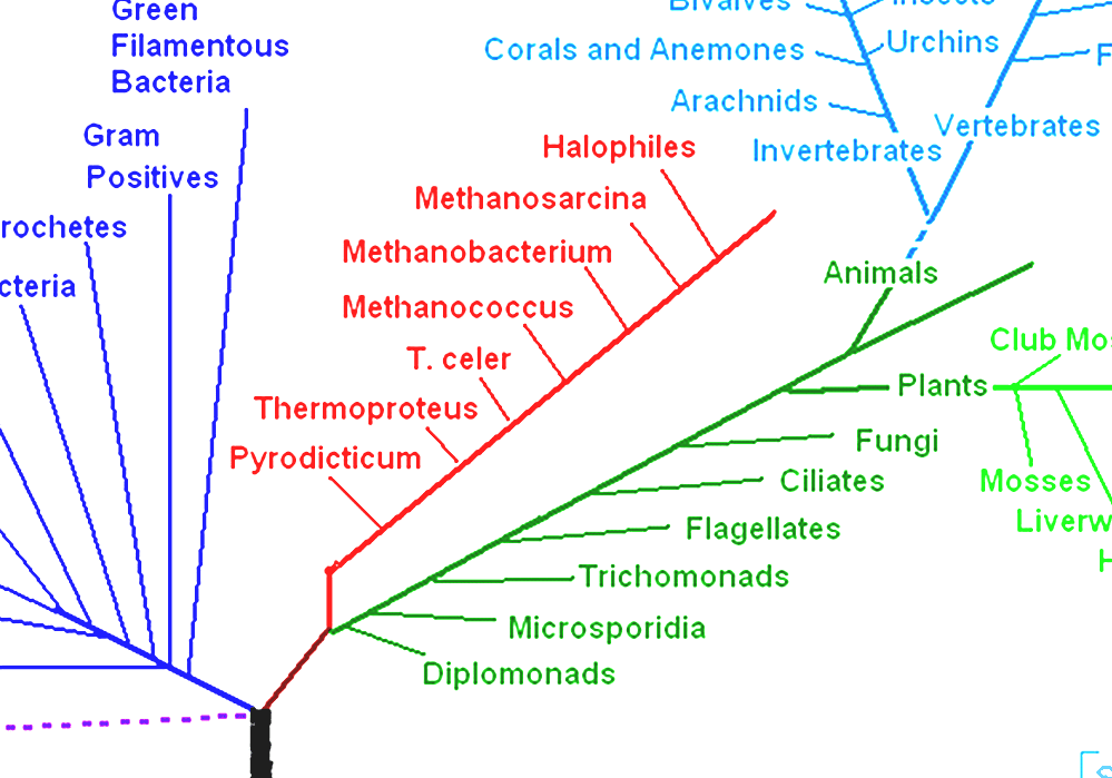 Biological Classification Biological Domain biological-classification-biological-domain
