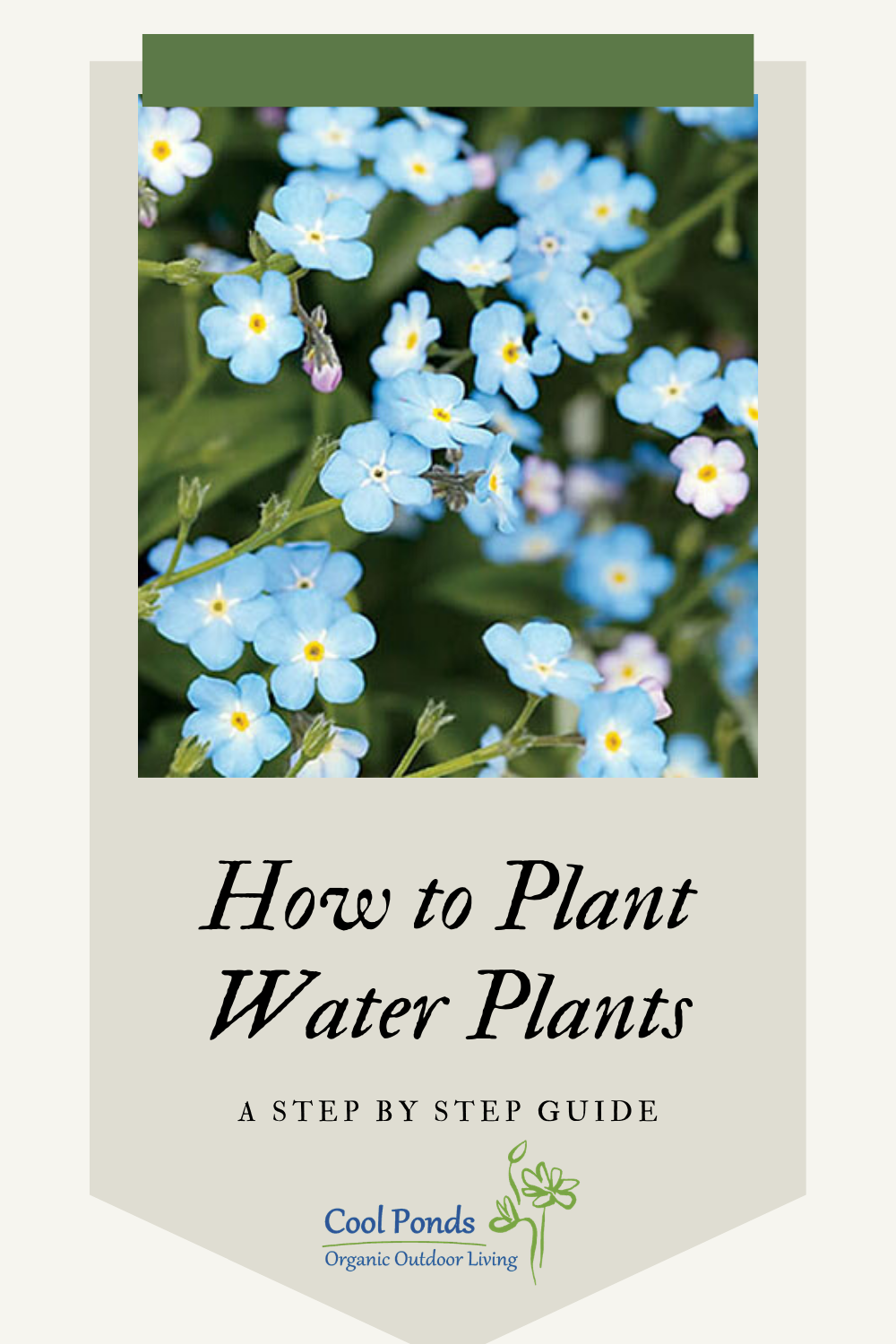 How to Plant Marginal Plants