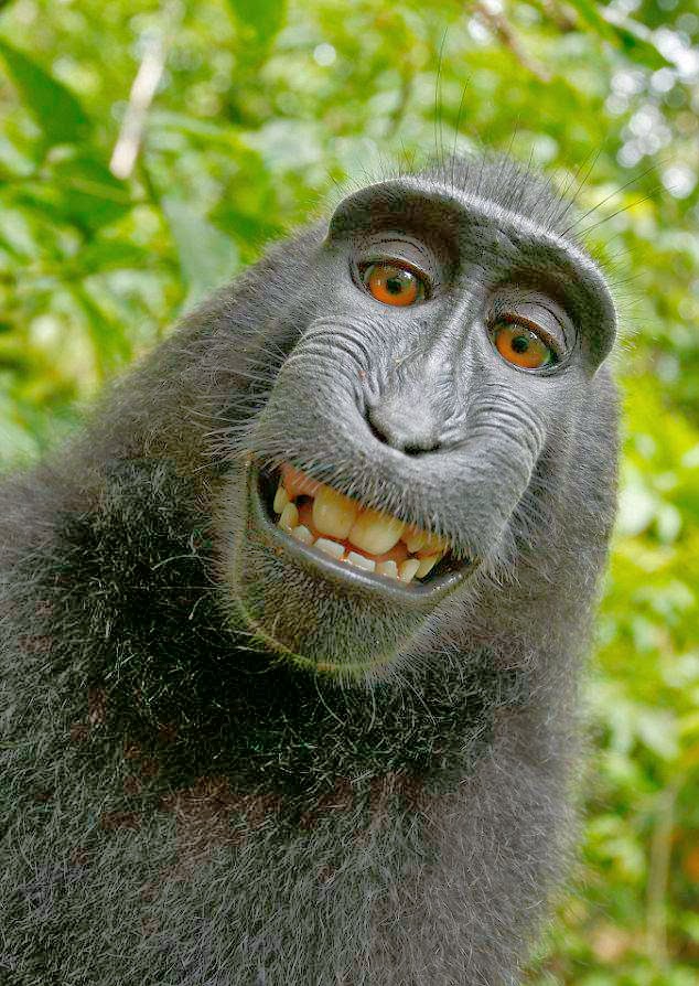 AMAZING WORLD: CRIMINAL MONKEY!