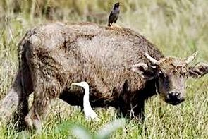 Macam-Macam Tipe Interaksi Antarspesies dan Contohnya | Artikelsiana