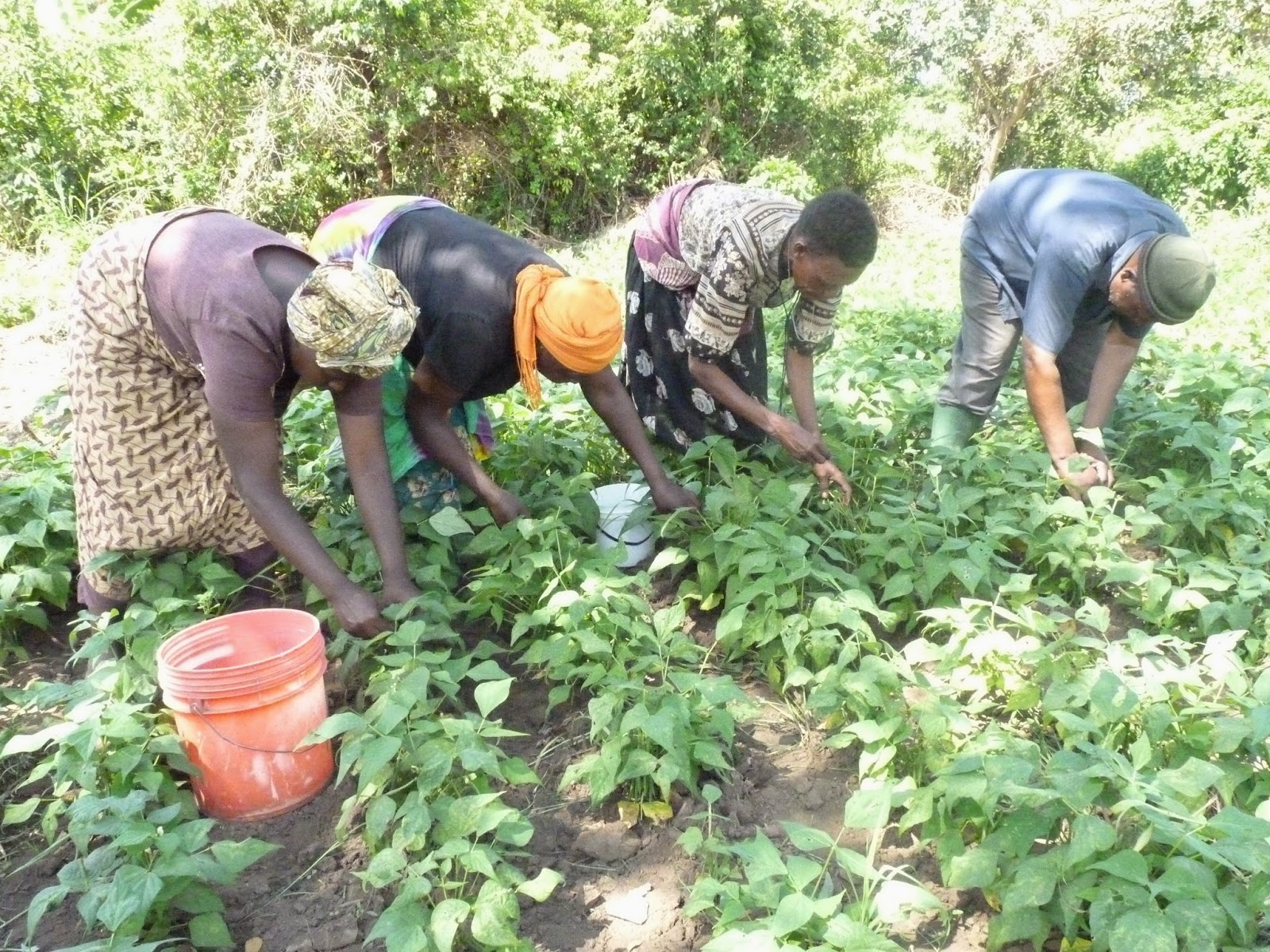 FASO TANZANIA: WAKULIMA KAHE WANUFAIKA NA MRADI WA MAHARAGE MACHANGA ...