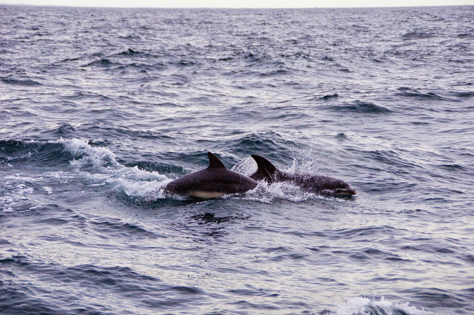 Sommer, Sonne, Kaktus!: Stewart Island