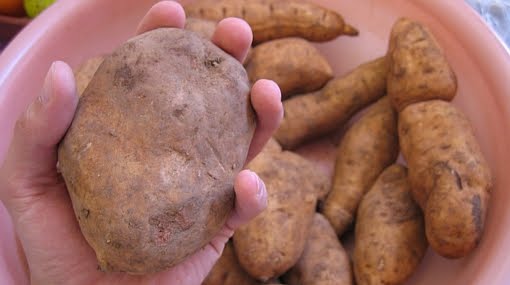 COMUNSXX: SIEMBRA DE PAPA EN EL MUNICIPIO DE CHAYANTA