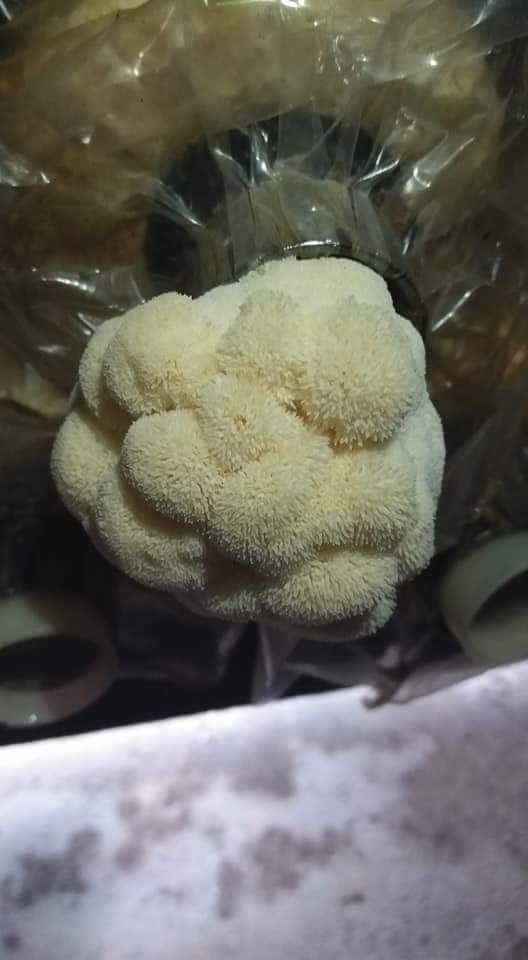 Nur Hafizah Sharudin's Blog: CENDAWAN BUNGA KOBIS UNTUK PERTUMBUHAN SARAF