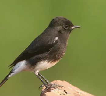 Perawatan burung decu agar cepet gacor dan perawatan masa mabung - Den ...