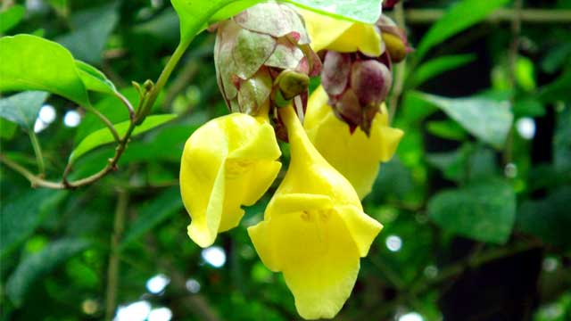 Gmelina Asiatica medicinal benefits