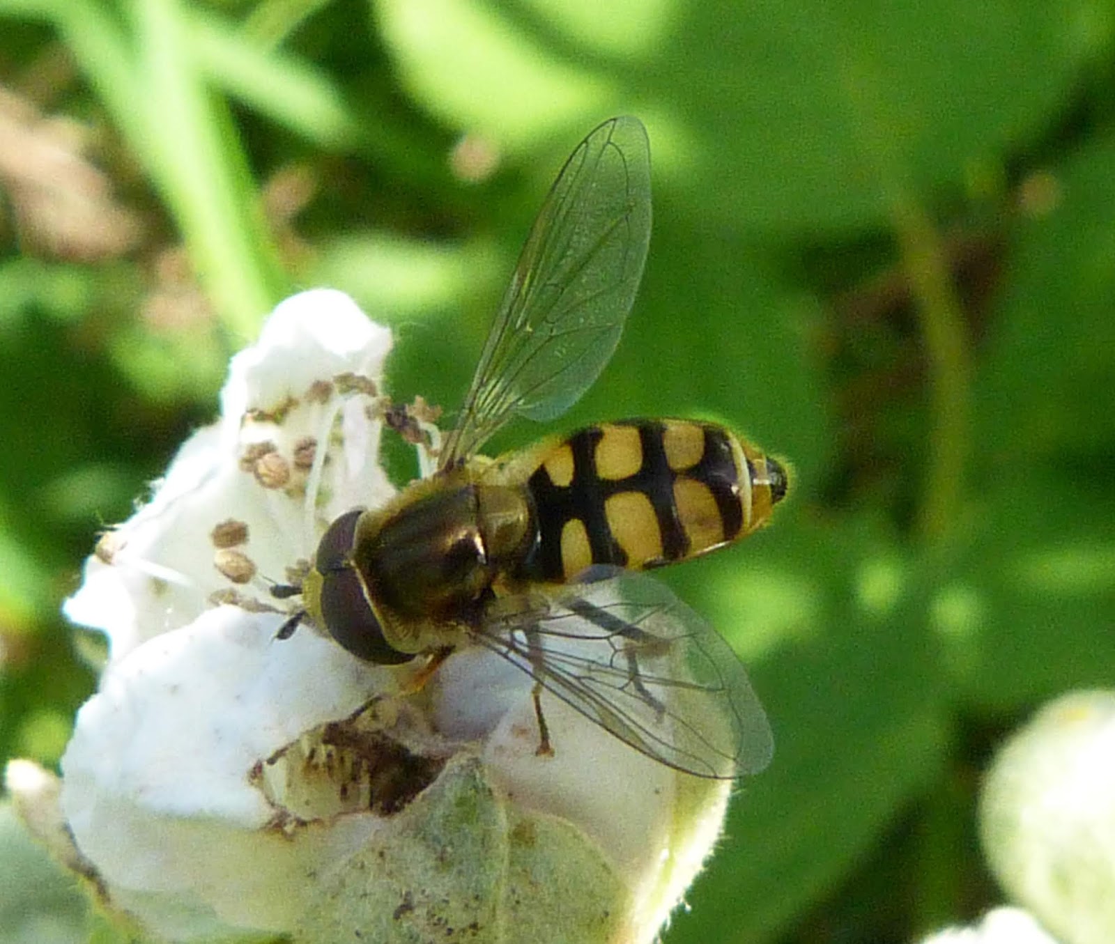 Insects of Scotland: Hoverflies