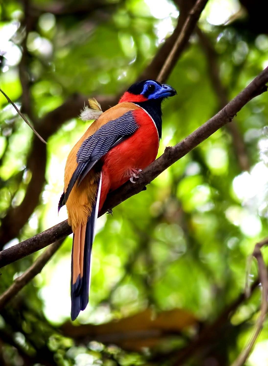 Red Naped Trogon (Harpactes kasumba) - Trend burung