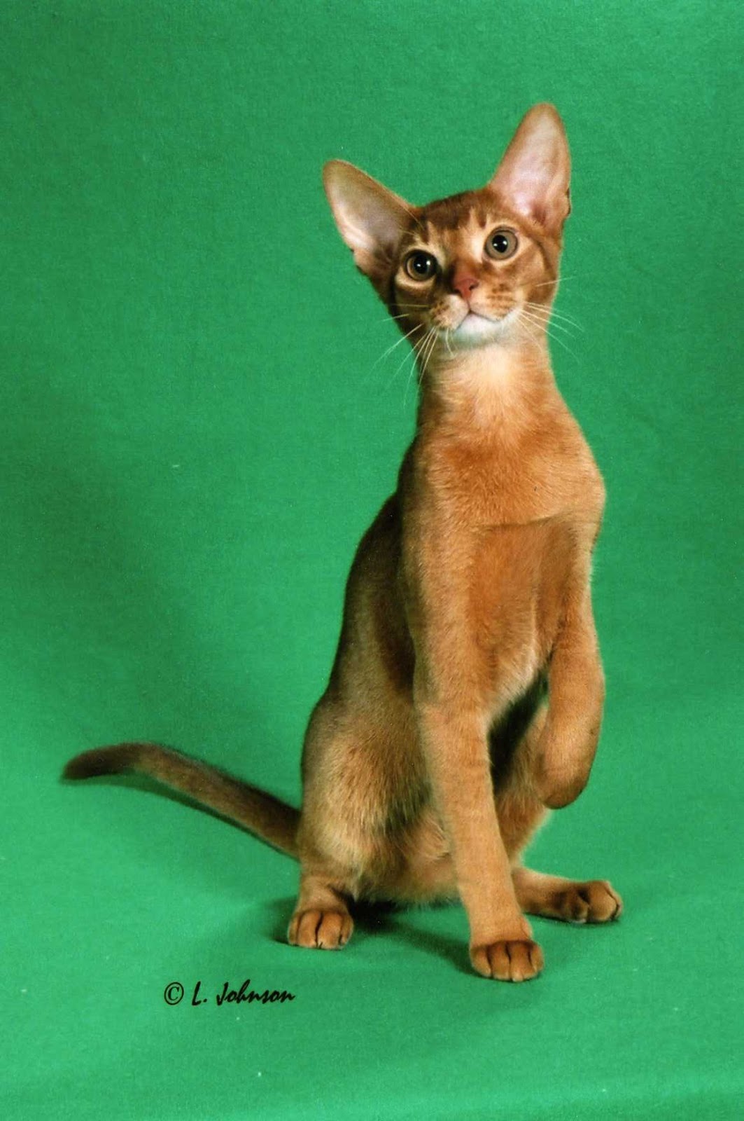 Abyssinian, The Beatiful from Ethiopia