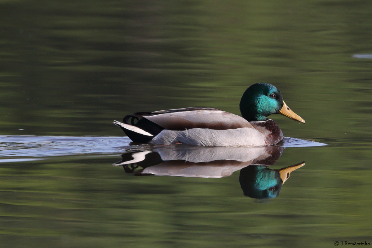 Pescador de aves: Pato real