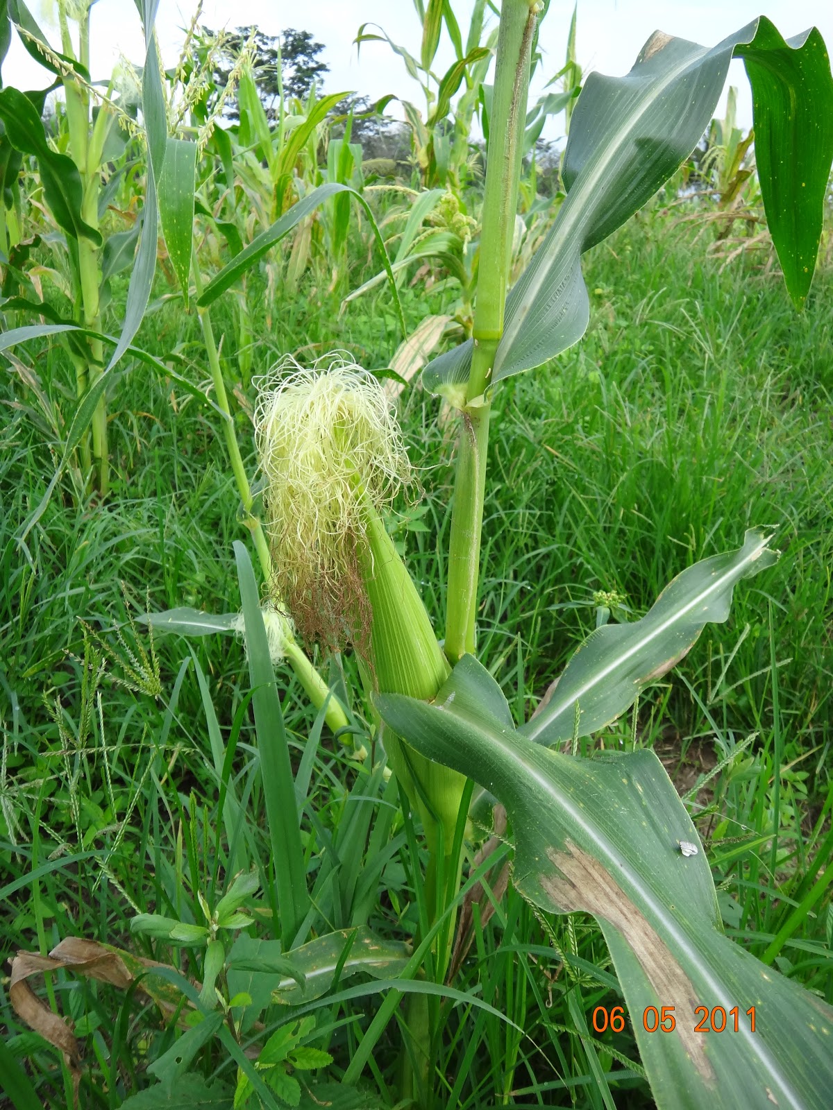 Experimental Farming: Thai Super Sweet Corn