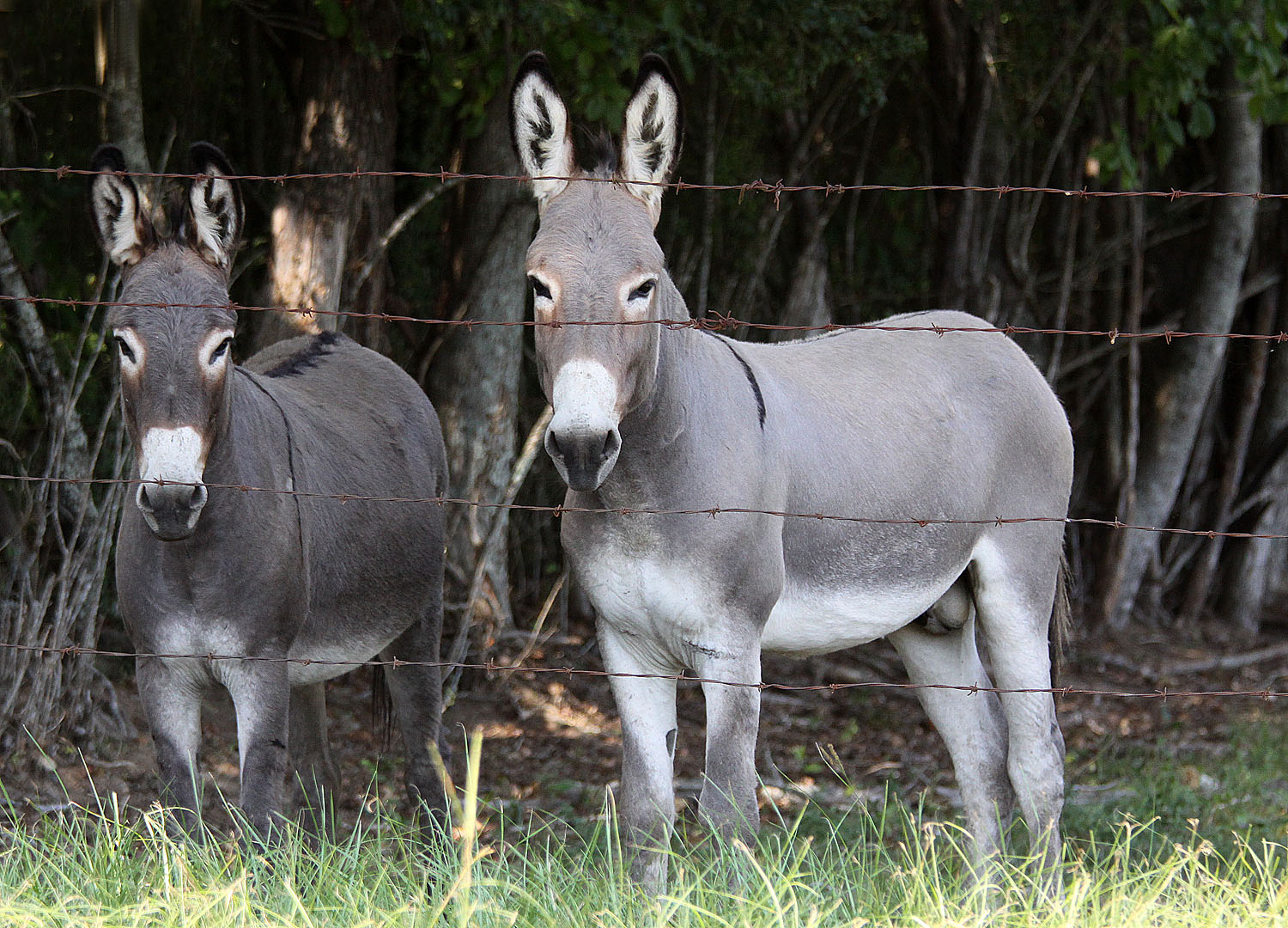 Southern Lagniappe: Donkeys