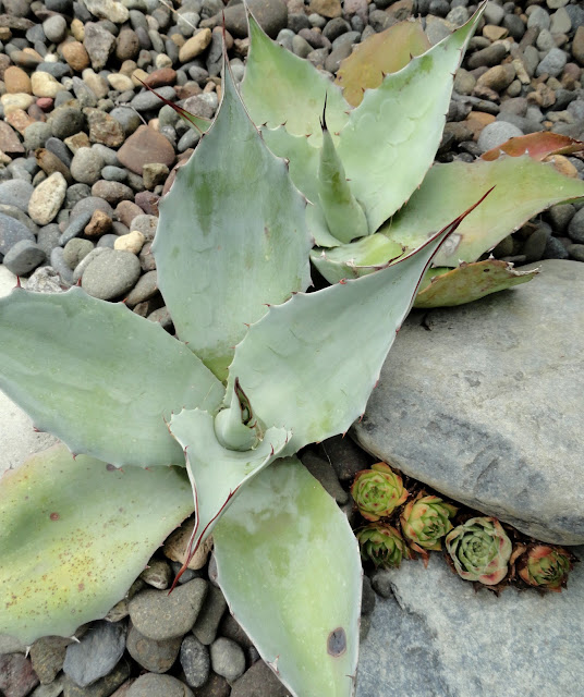 danger garden: The Agave Report, August 2012