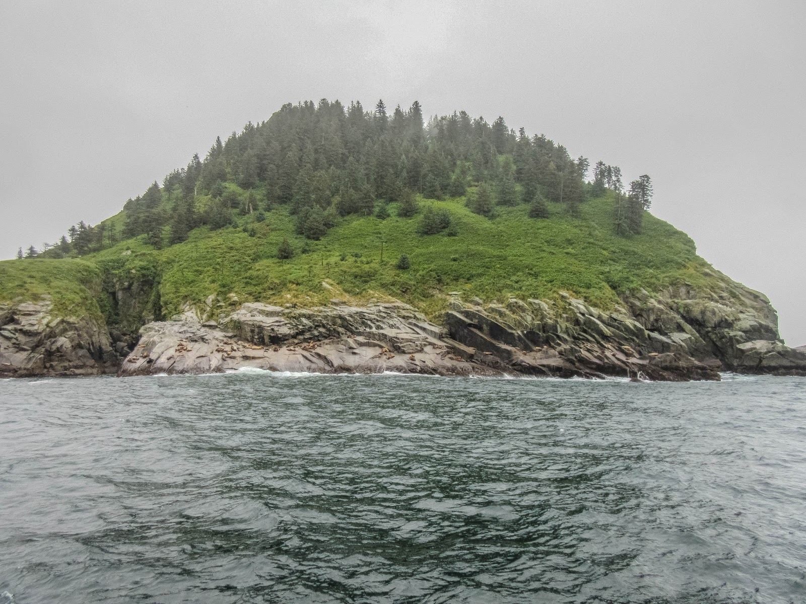 Cannundrums: Steller Sea Lion - Chiswell Islands, Alaska