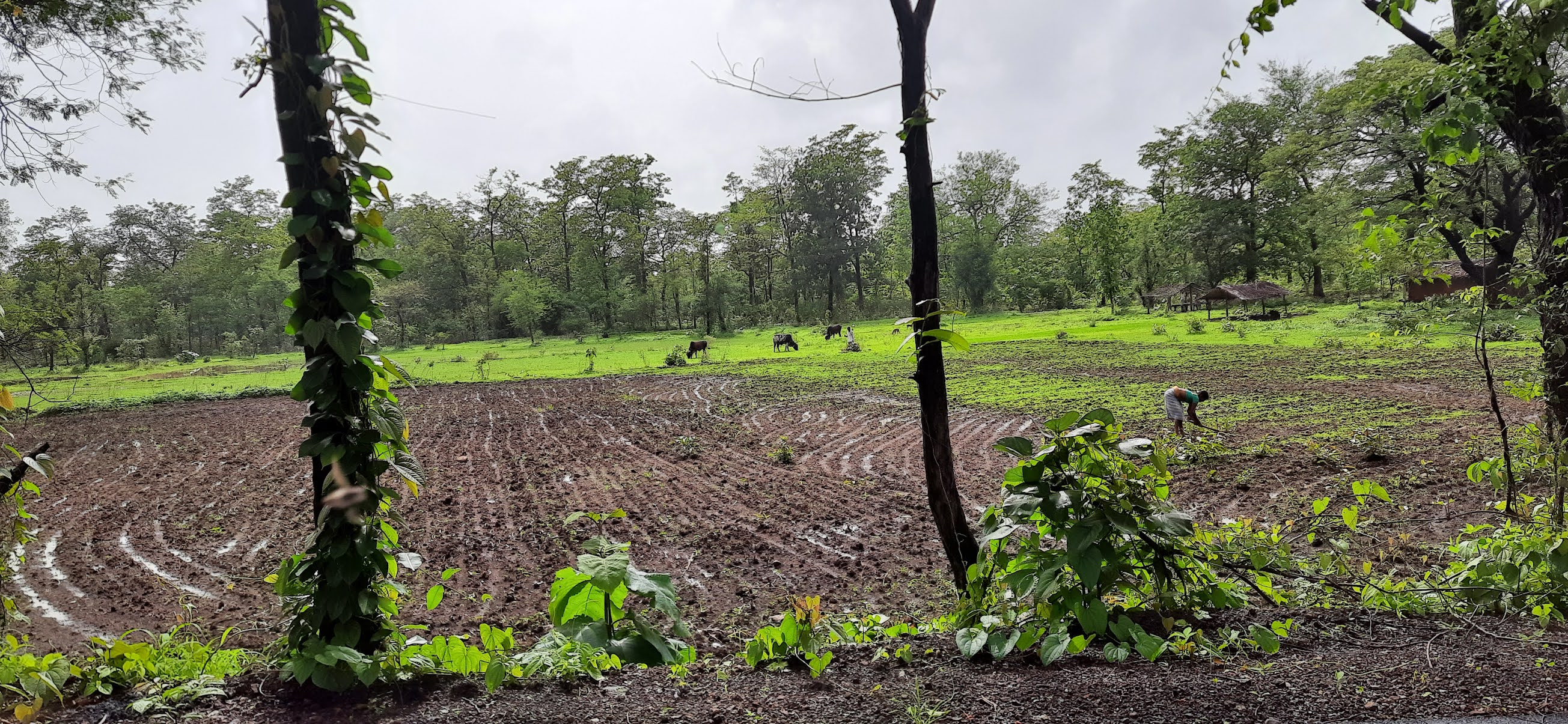 Sharad Pandhare's Educational Blog: Incredible Nature