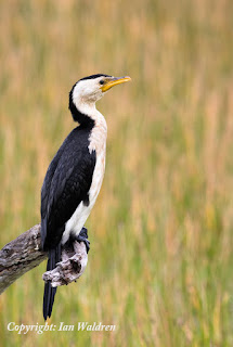 WILD TROPICAL QUEENSLAND: Shore & Water Birds