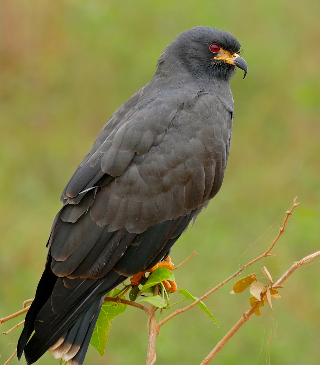 Skeptophilia: The kites fly again