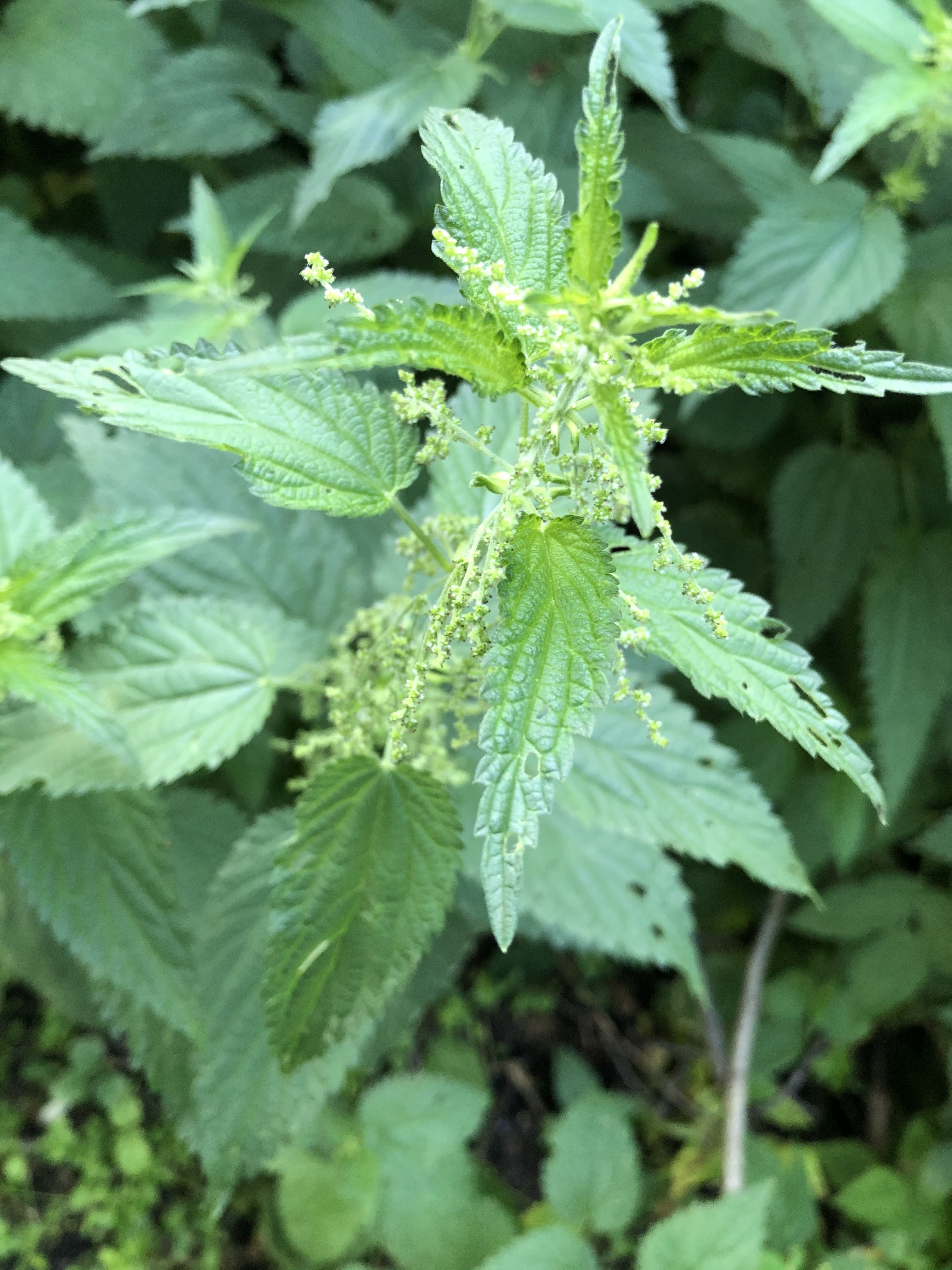 Tallinna MV sprindis Kitsekülas